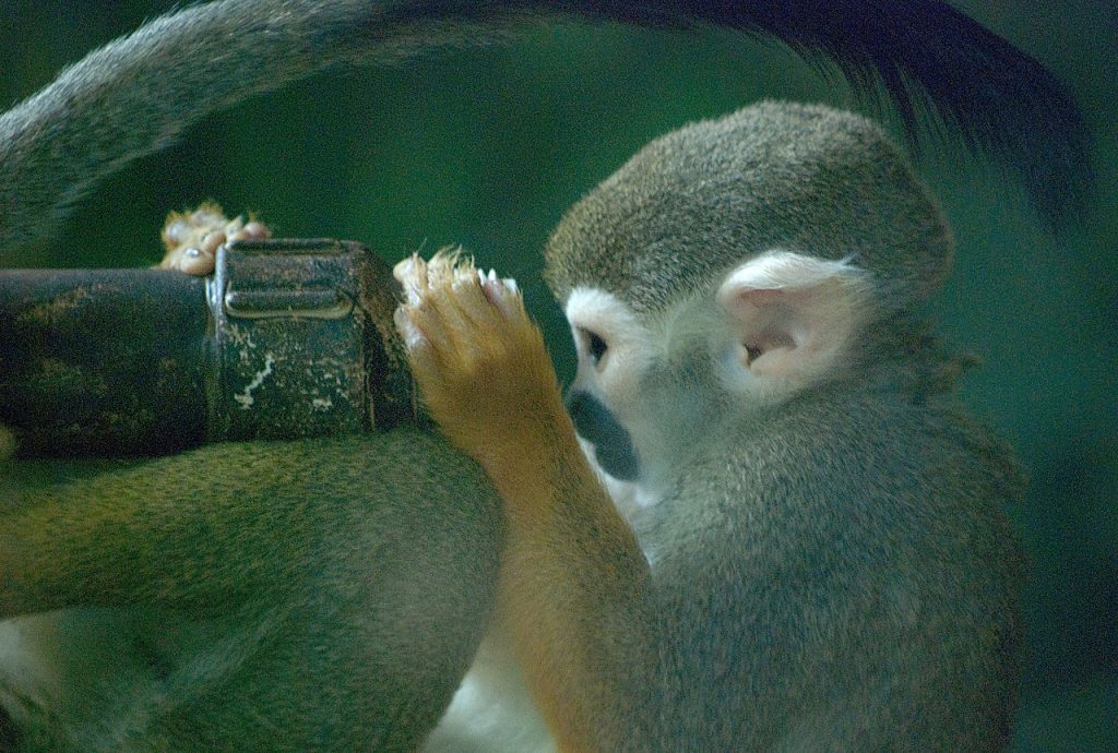 The Observation Essay: How to Make More Brilliant Observations